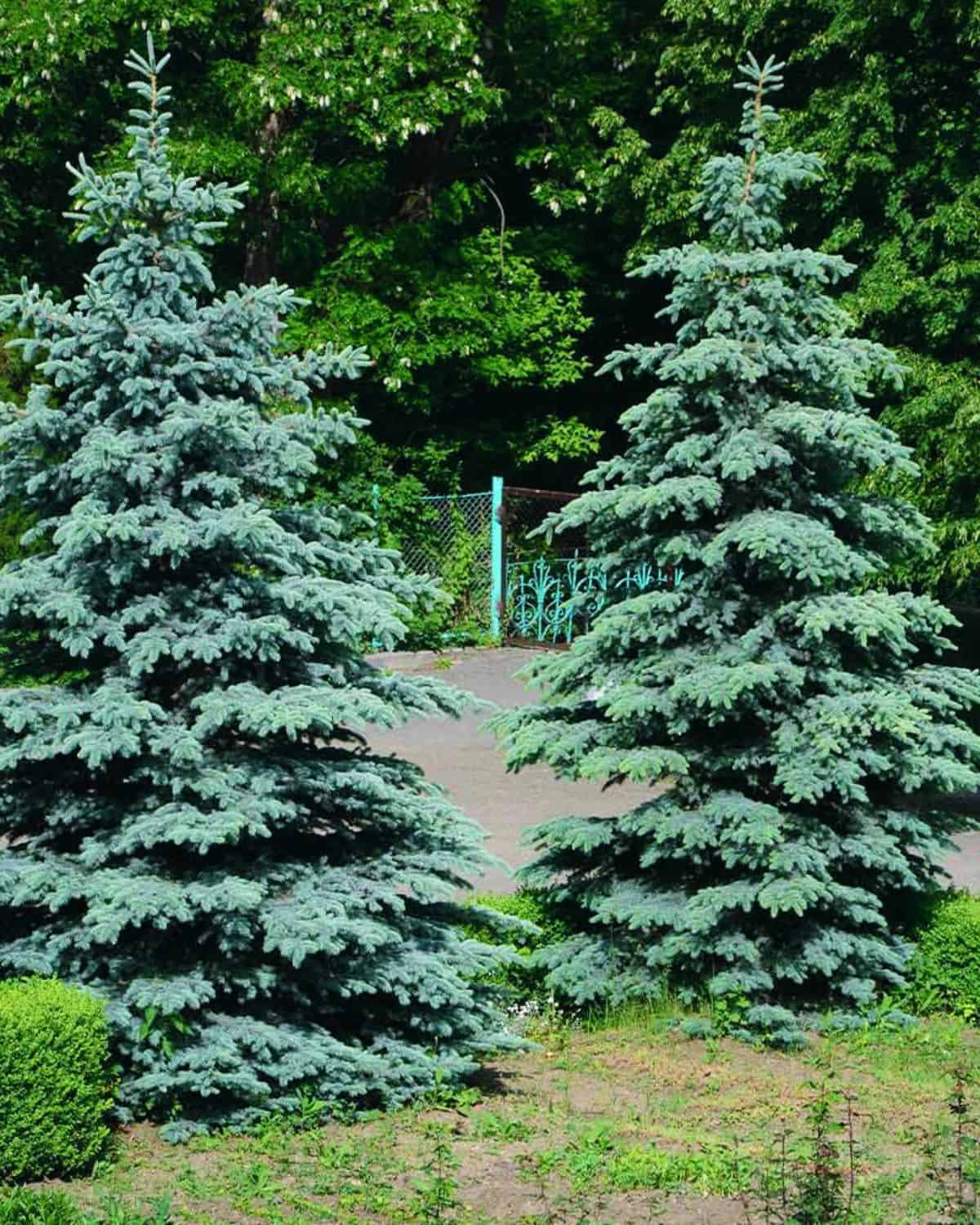 15 Zone 4 Privacy Hedge Ideas for Both Formal and Informal Landscapes ...