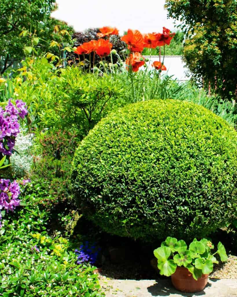 11 Best Eye-Catching Shrubs, Bushes & Small Trees for the Front of Your ...