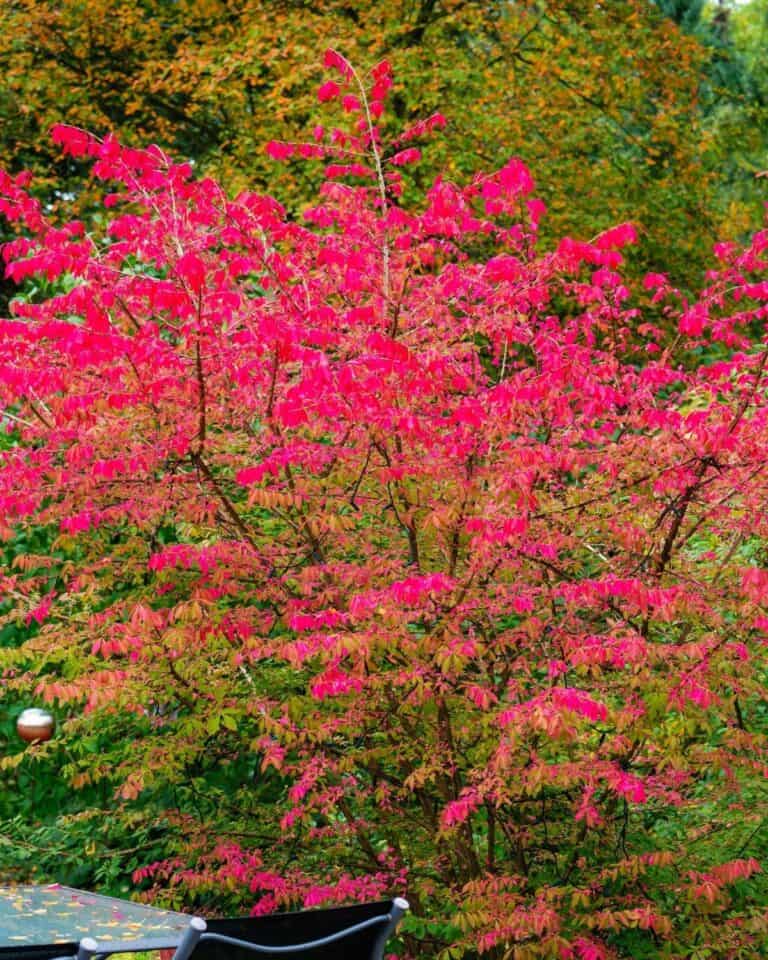 11 Best Eye-Catching Shrubs, Bushes & Small Trees for the Front of Your ...