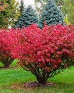11 Best Eye-Catching Shrubs, Bushes & Small Trees for the Front of Your ...