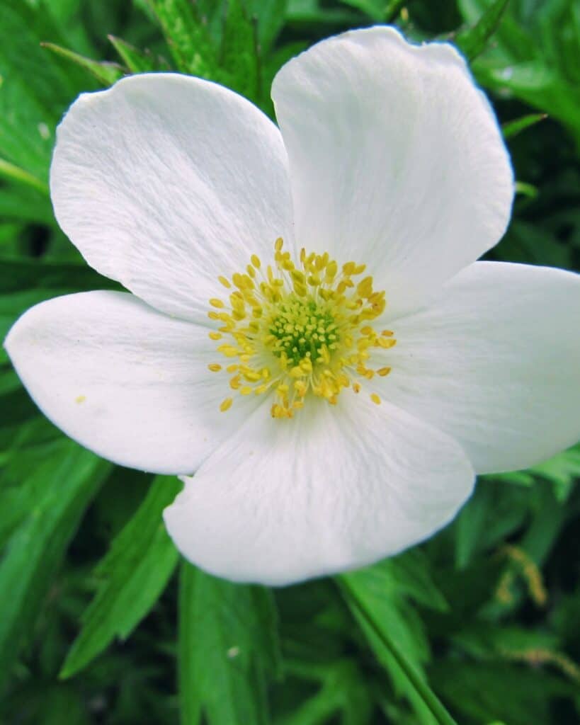 18 Ground Covers for Under Pine Trees That Will Flourish in the Shade
