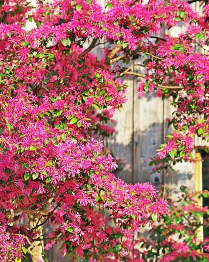 34 Fast Growing Privacy Shrubs for a Lush, Private Garden