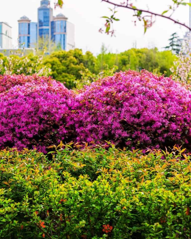 34 Fast Growing Privacy Shrubs for a Lush, Private Garden