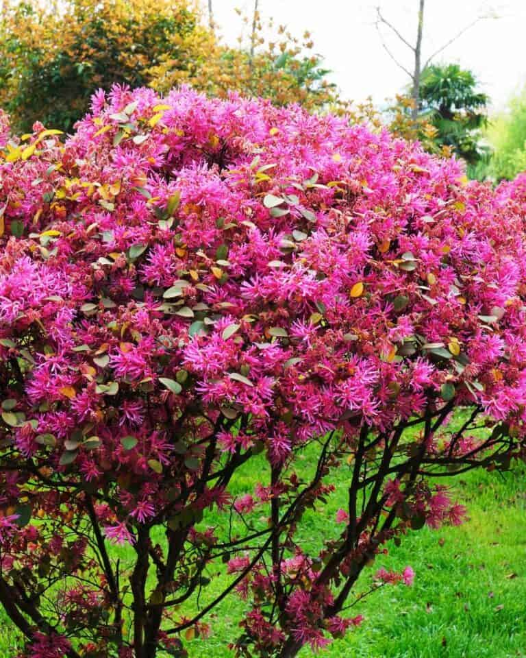 34 Fast Growing Privacy Shrubs for a Lush, Private Garden