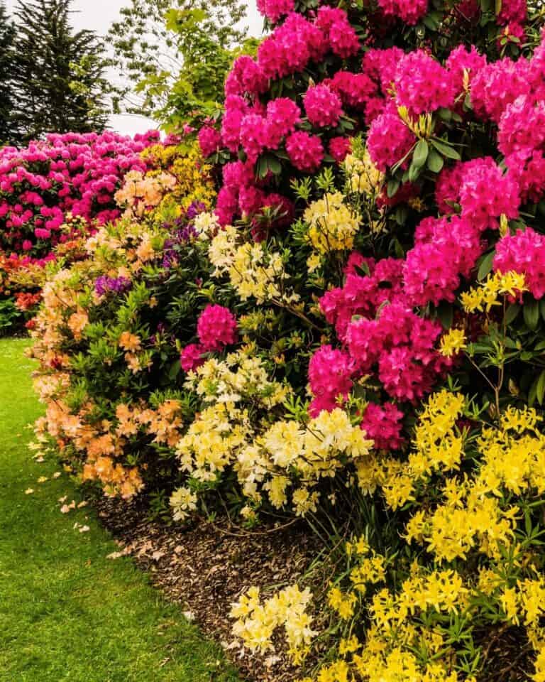 54 Perennial Shrubs & Bushes to Keep Your Garden Gorgeous All Year Round