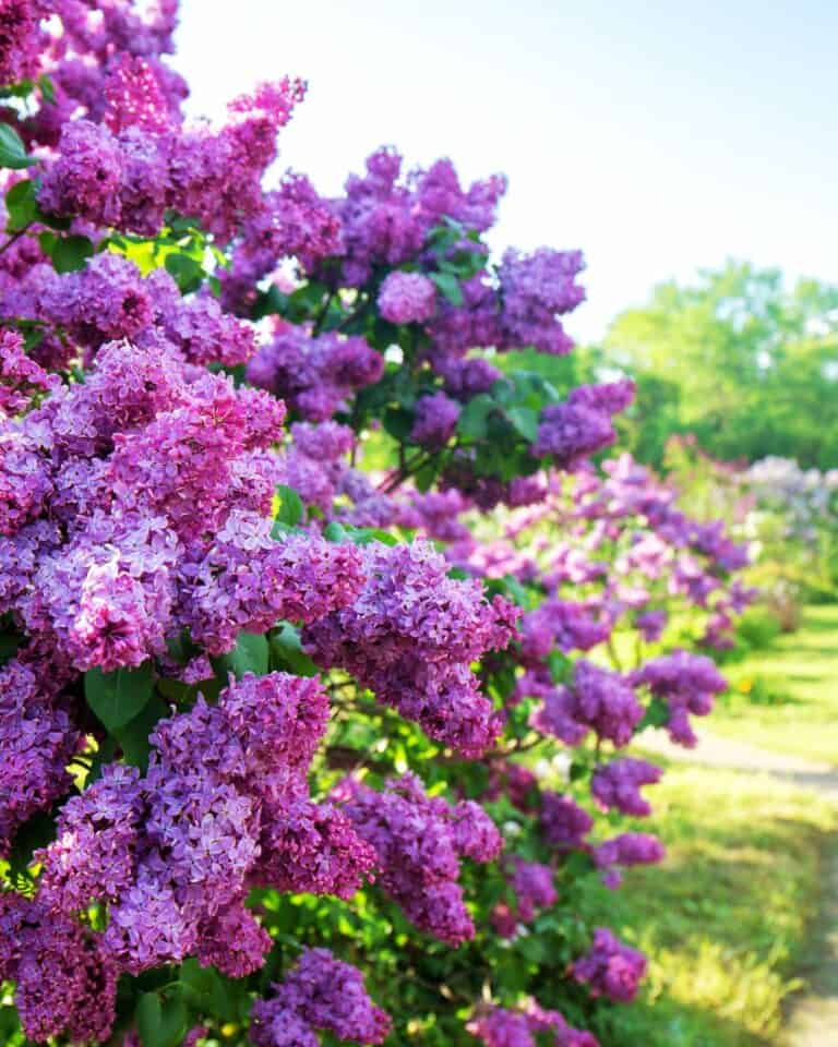 15 Zone 4 Privacy Hedge Ideas for Both Formal and Informal Landscapes ...