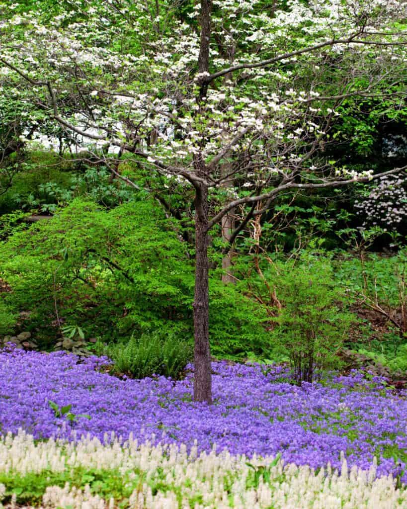 18 Ground Covers for Under Pine Trees That Will Flourish in the Shade