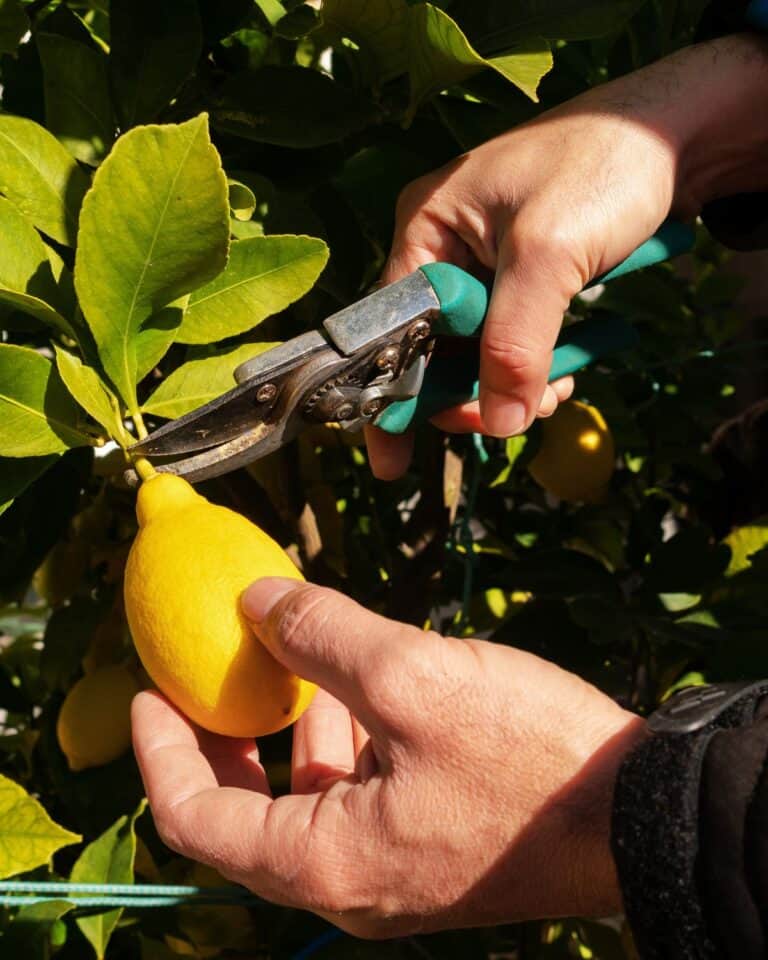 The Ultimate Guide to Growing a Thriving Lemon Tree