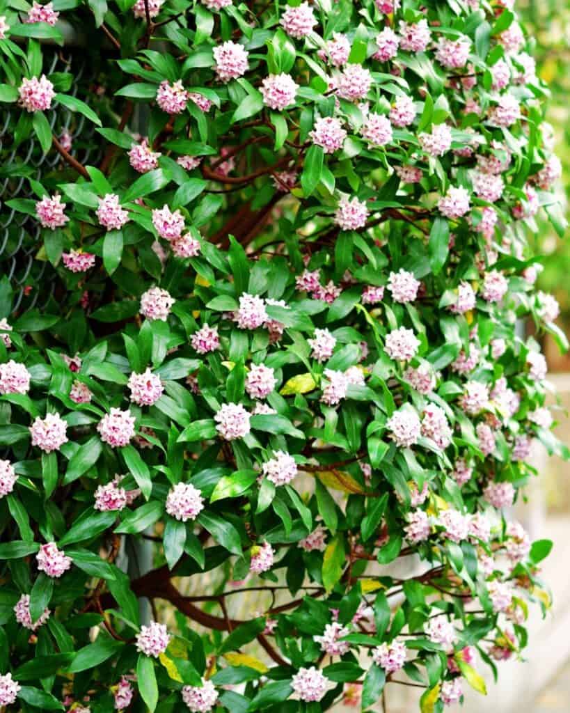 10 Stunning Shrubs & Trees That Flower In Winter