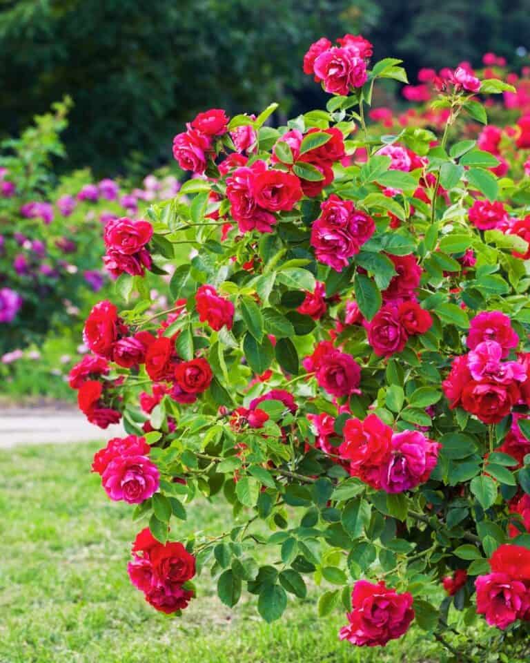 54 Perennial Shrubs & Bushes to Keep Your Garden Gorgeous All Year Round