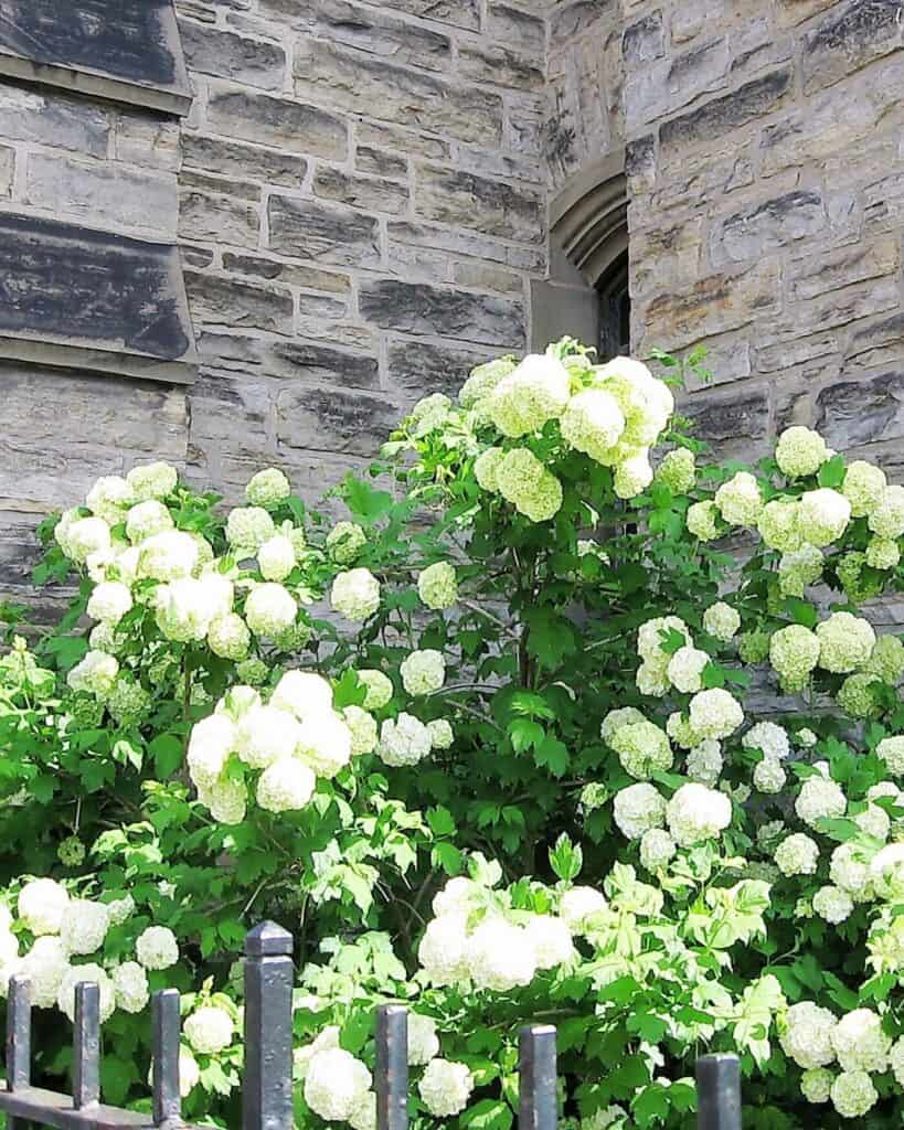 54 Perennial Shrubs & Bushes to Keep Your Garden Gorgeous All Year Round