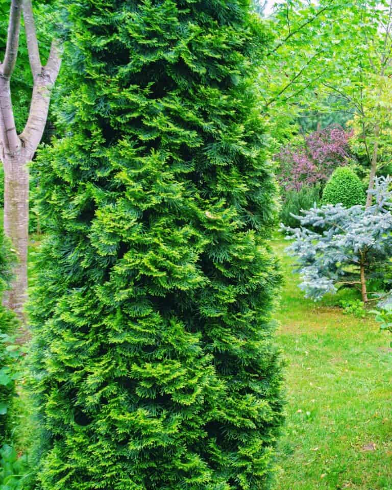 Achieve Garden Privacy with the Best Hedges for Zone 8 (Formal and ...