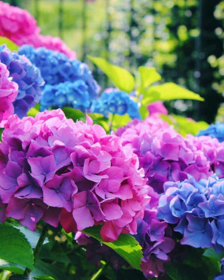 Achieve Garden Privacy with the Best Hedges for Zone 8 (Formal and ...