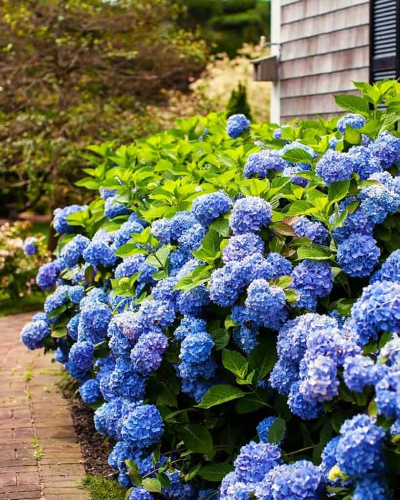 Achieve Garden Privacy with the Best Hedges for Zone 8 (Formal and ...