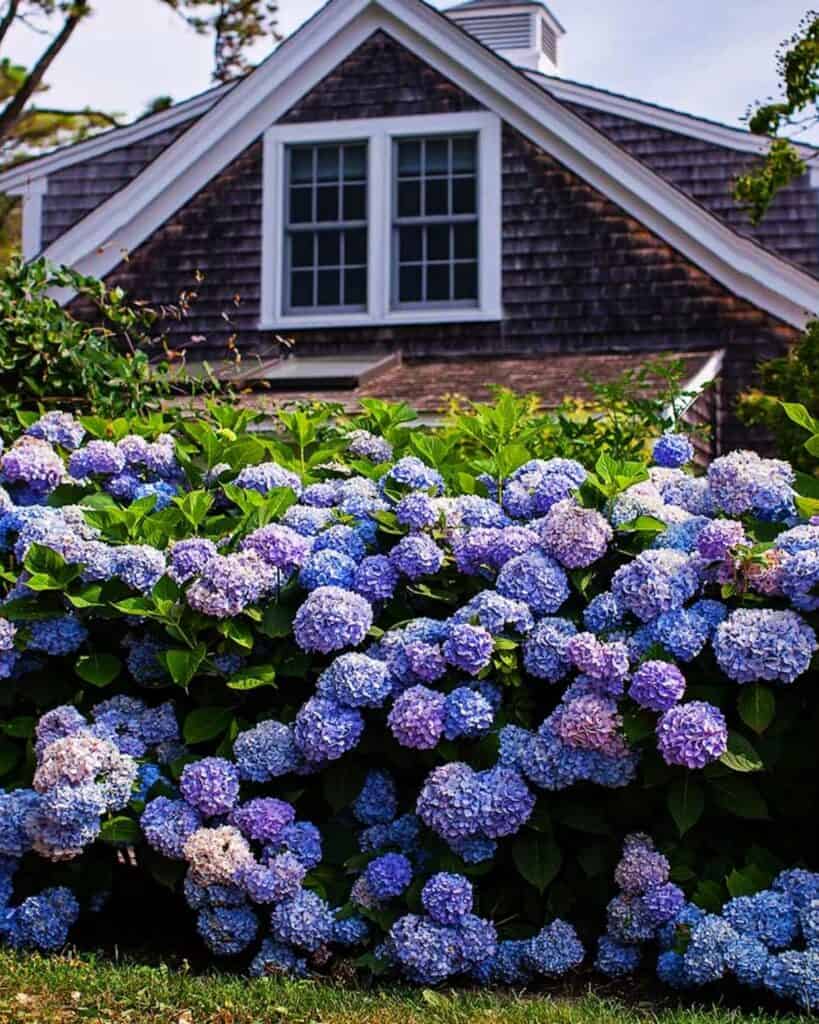 Achieve Garden Privacy with the Best Hedges for Zone 8 (Formal and ...