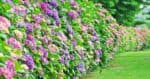 34 Fast Growing Privacy Shrubs for a Lush, Private Garden