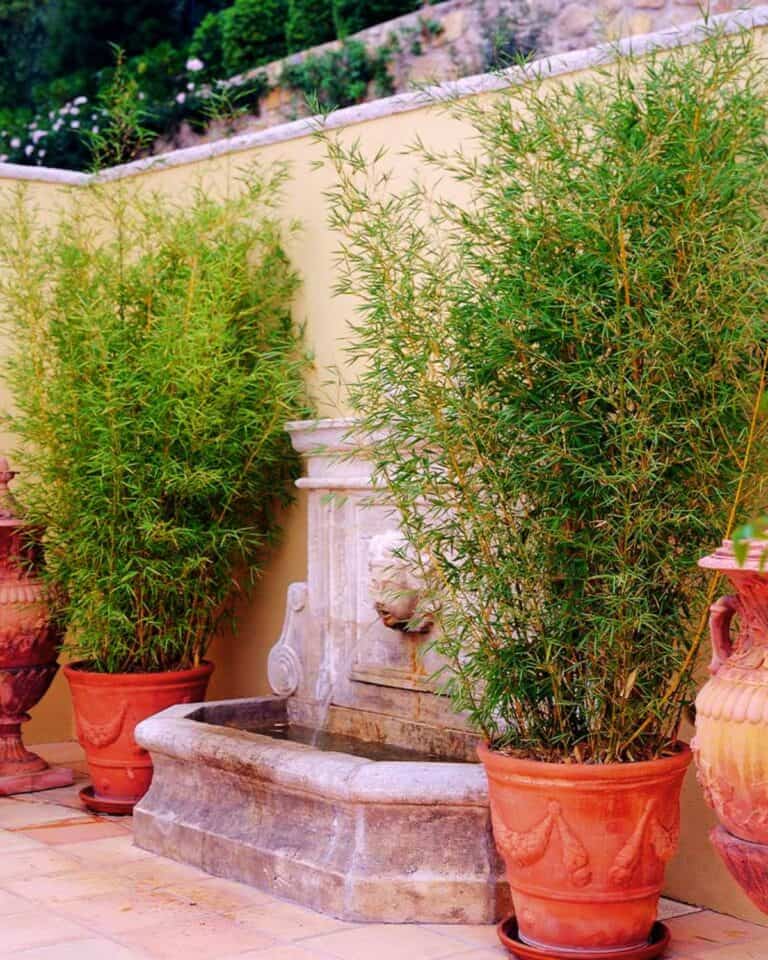 Upgrade Your Poolside Privacy in 2025 with These Top Hedging Trees and ...