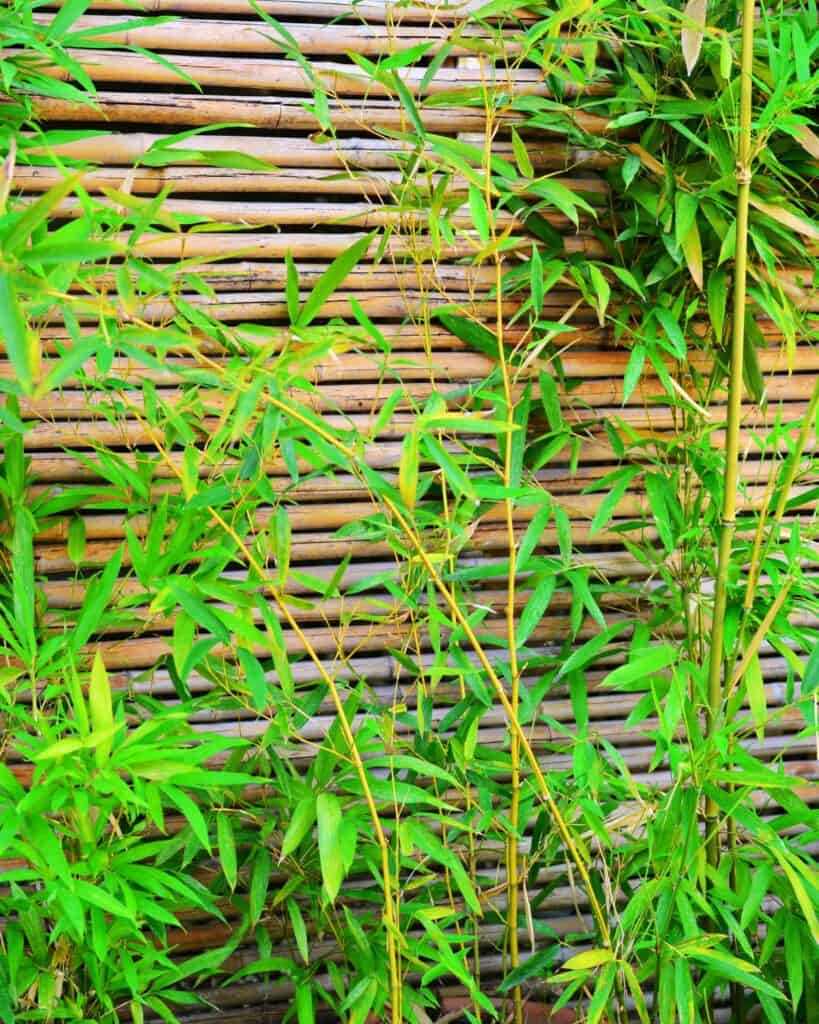 Upgrade Your Poolside Privacy in 2025 with These Top Hedging Trees and ...