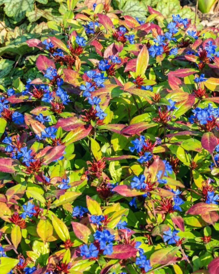 18 Ground Covers for Under Pine Trees That Will Flourish in the Shade