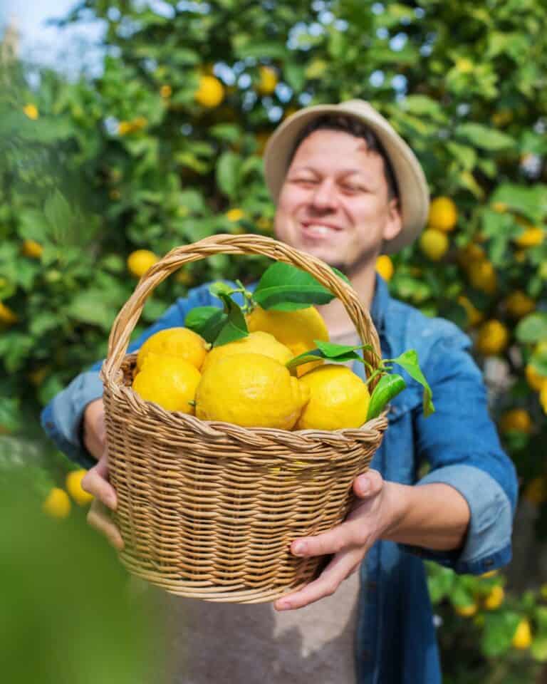 The Ultimate Guide to Growing a Thriving Lemon Tree