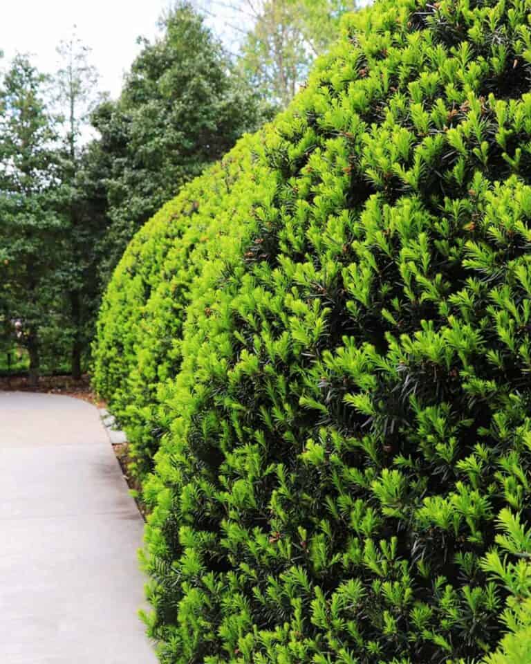 15 Zone 4 Privacy Hedge Ideas for Both Formal and Informal Landscapes ...