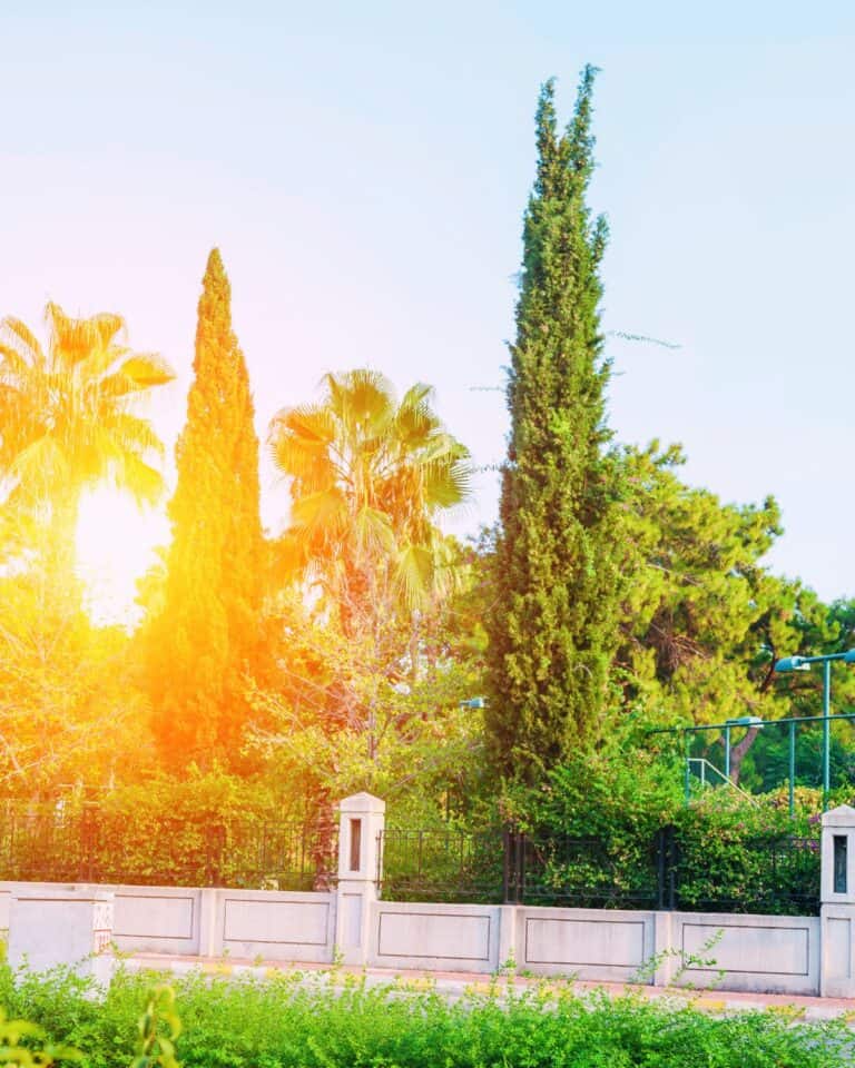 Upgrade Your Poolside Privacy in 2025 with These Top Hedging Trees and ...