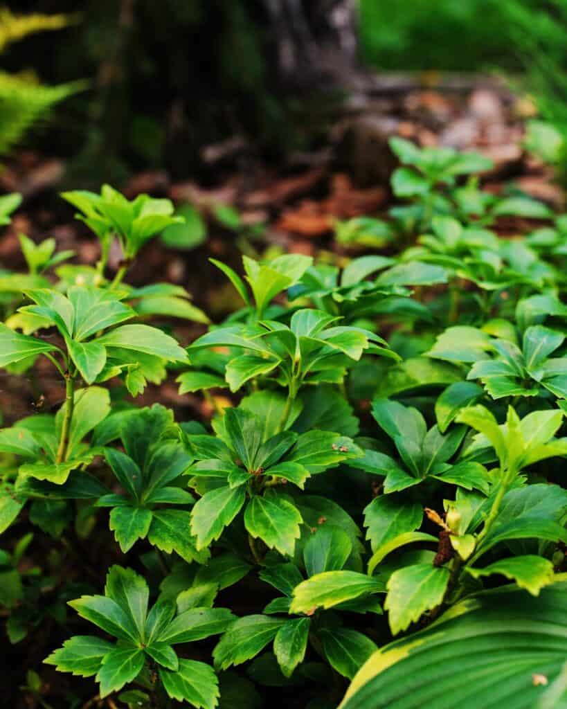 18 Ground Covers for Under Pine Trees That Will Flourish in the Shade