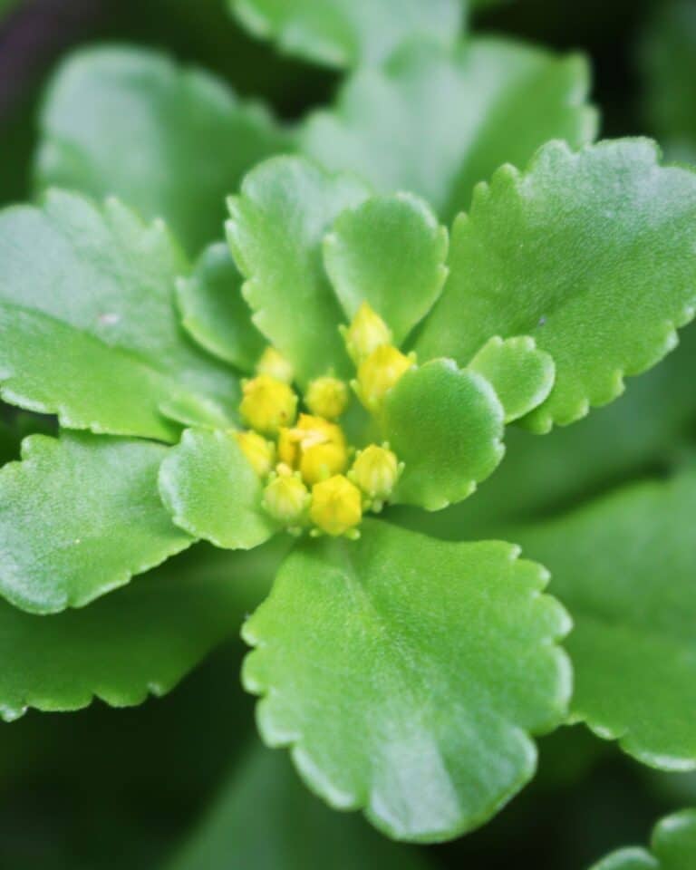 16 Under Spruce Tree Landscaping Ideas (Ground Cover & Plants)