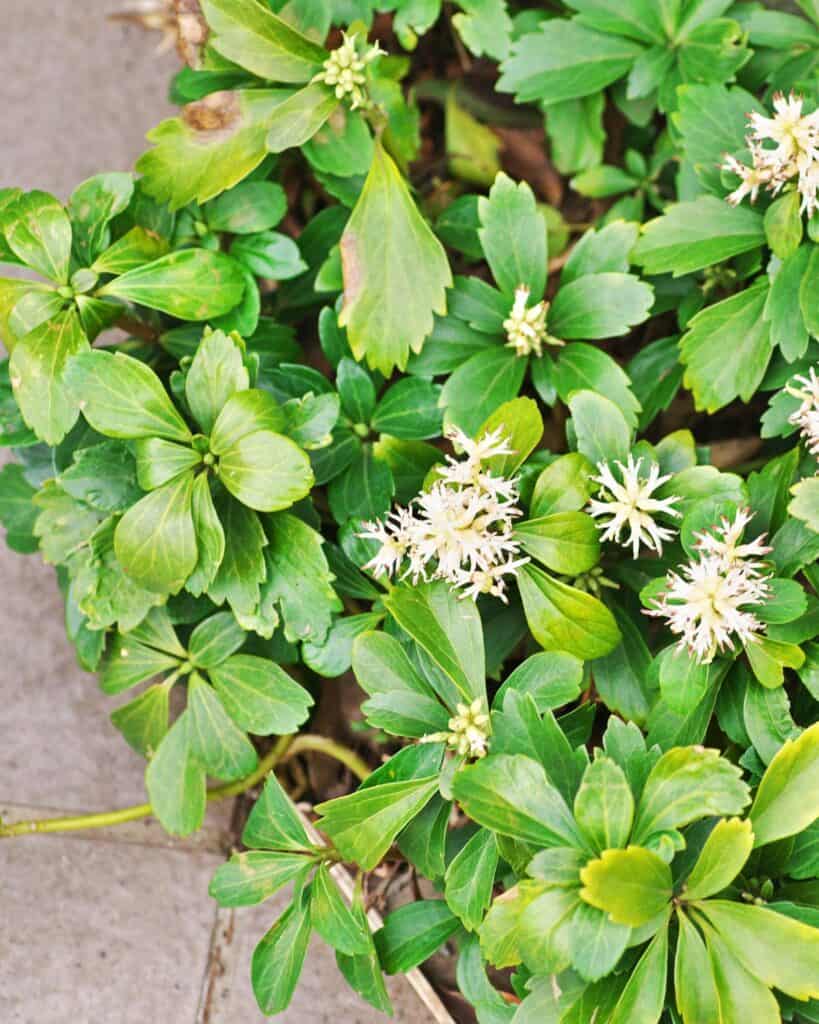 18 Ground Covers for Under Pine Trees That Will Flourish in the Shade