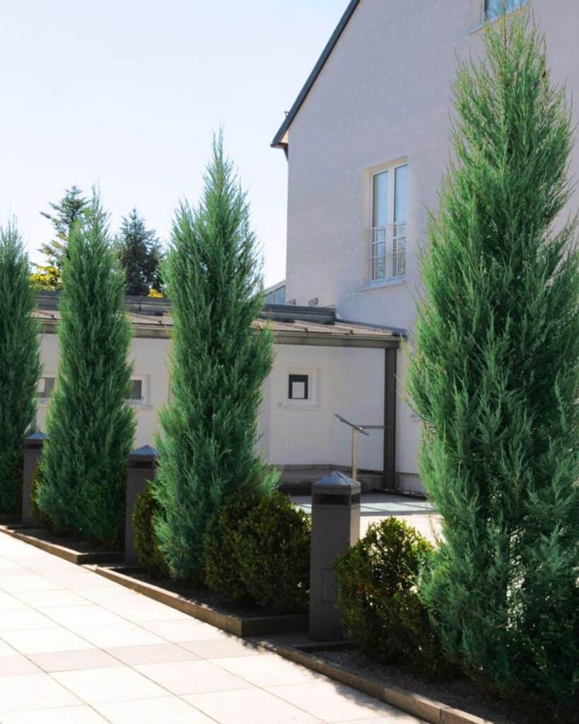 15 Zone 4 Privacy Hedge Ideas for Both Formal and Informal Landscapes ...