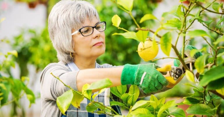 The Ultimate Guide to Growing a Thriving Lemon Tree