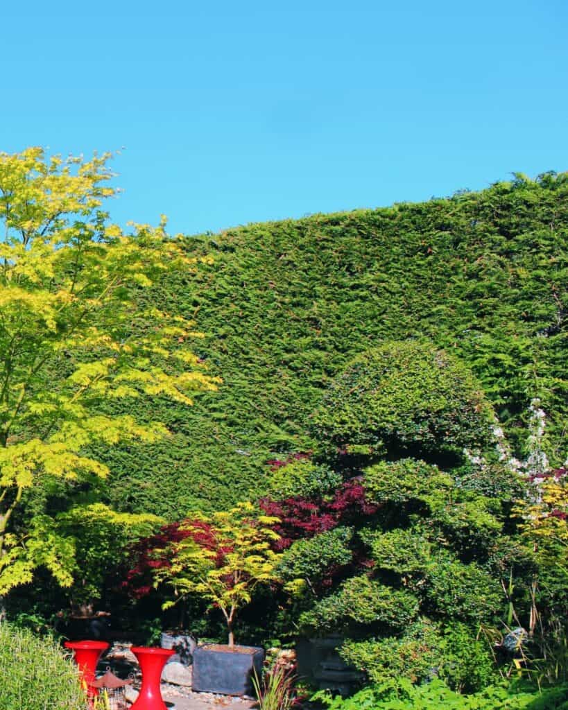Achieve Garden Privacy with the Best Hedges for Zone 8 (Formal and ...