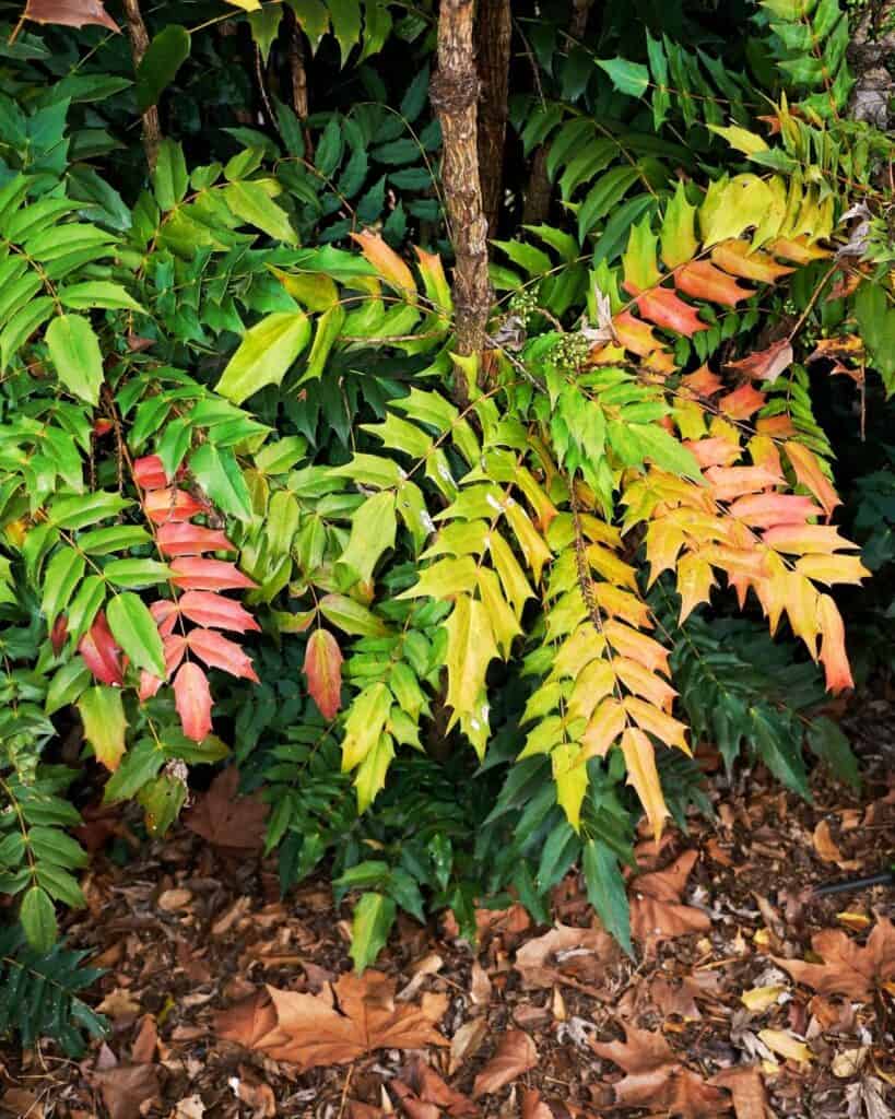 25 Companion Plants For Under Pine Trees (Backyard Landscaping Ideas)