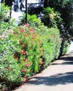 Upgrade Your Poolside Privacy in 2025 with These Top Hedging Trees and ...