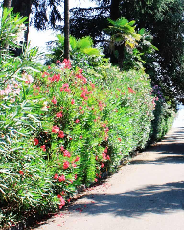 Upgrade Your Poolside Privacy in 2025 with These Top Hedging Trees and ...