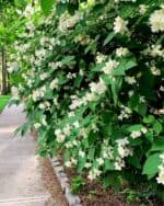 34 Fast Growing Privacy Shrubs for a Lush, Private Garden