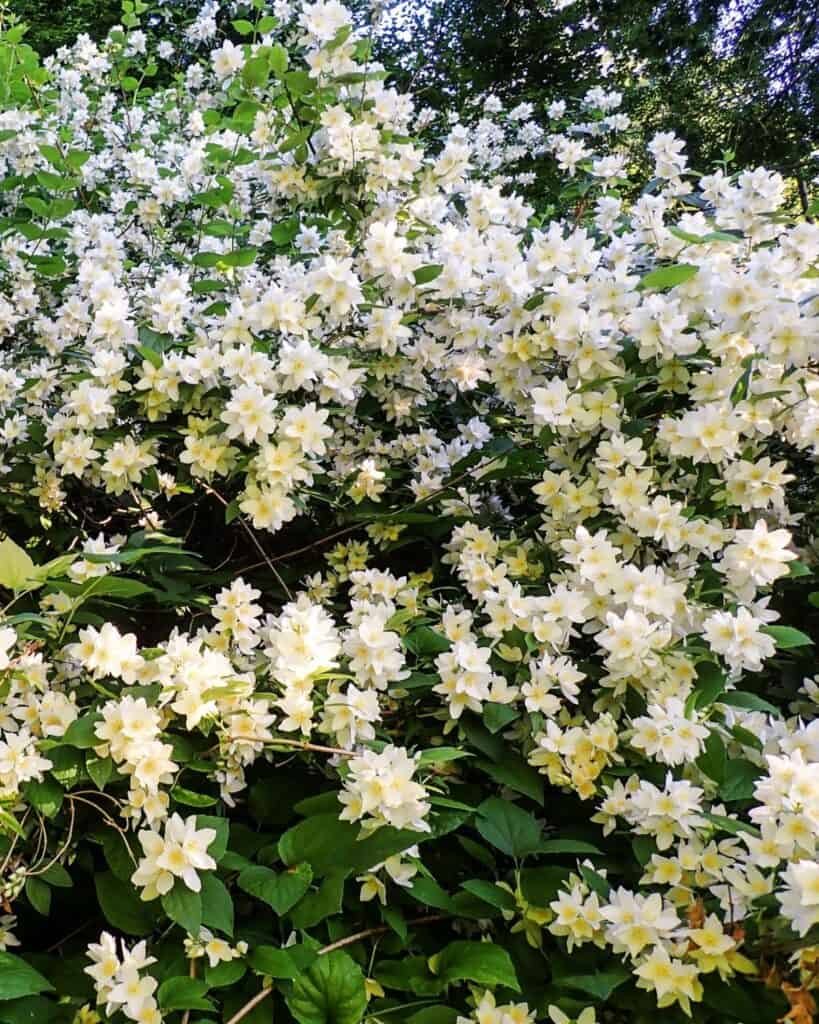 34 Fast Growing Privacy Shrubs for a Lush, Private Garden