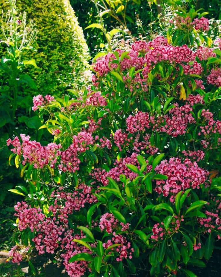 34 Fast Growing Privacy Shrubs for a Lush, Private Garden