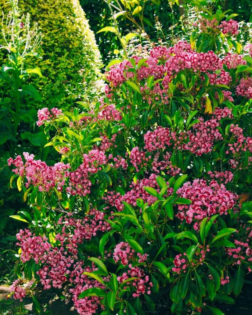 34 Fast Growing Privacy Shrubs for a Lush, Private Garden