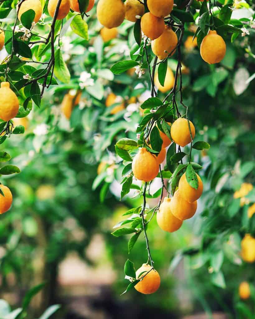 The Ultimate Guide to Growing a Thriving Lemon Tree