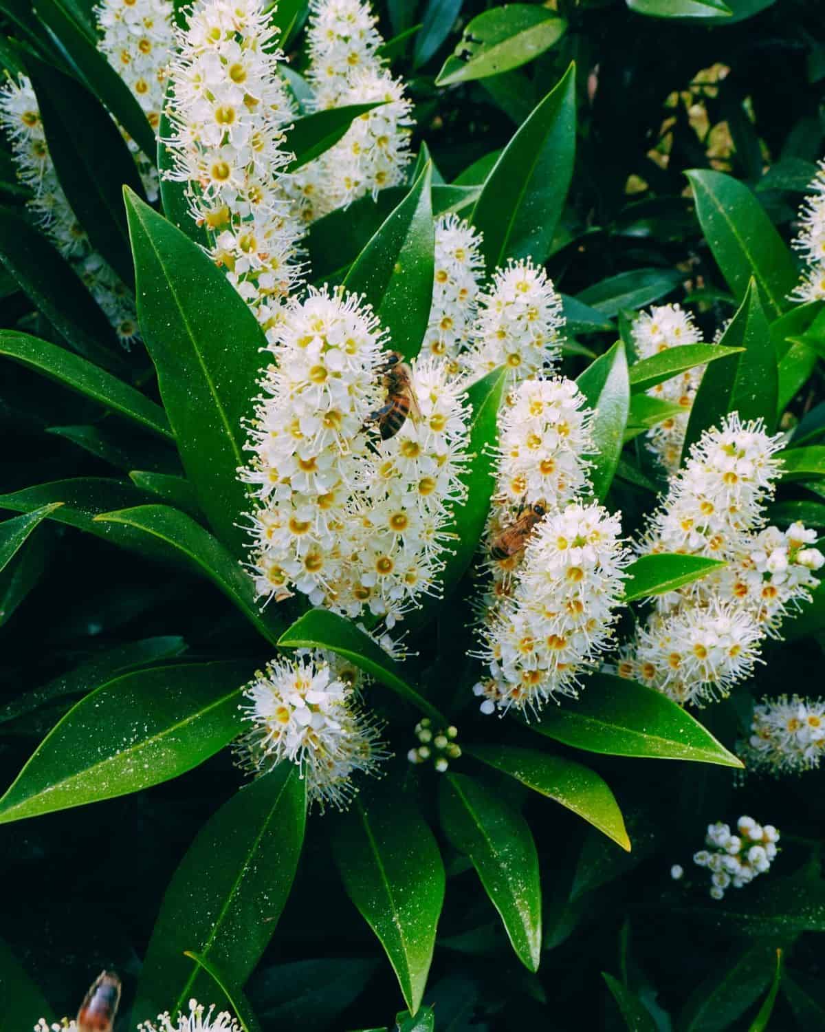 Achieve Garden Privacy with the Best Hedges for Zone 8 (Formal and ...
