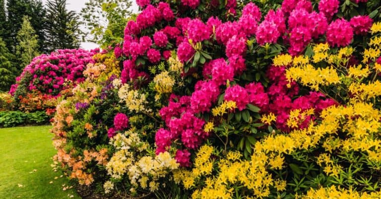 54 Perennial Shrubs & Bushes to Keep Your Garden Gorgeous All Year Round