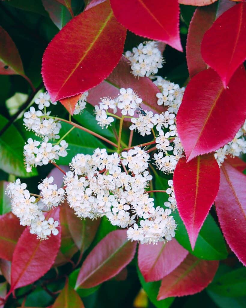 Upgrade Your Poolside Privacy in 2025 with These Top Hedging Trees and ...