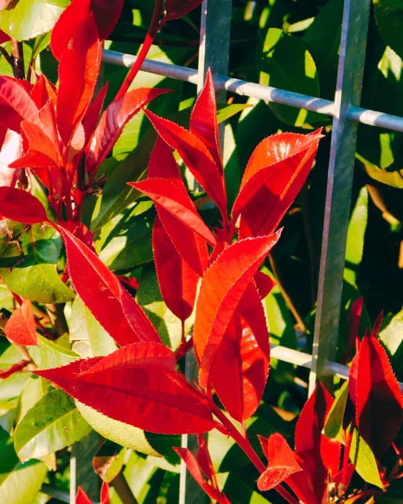 Upgrade Your Poolside Privacy in 2025 with These Top Hedging Trees and ...