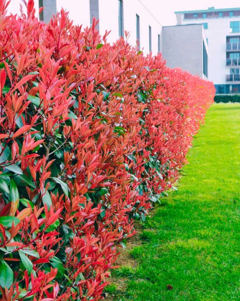 Upgrade Your Poolside Privacy in 2025 with These Top Hedging Trees and ...