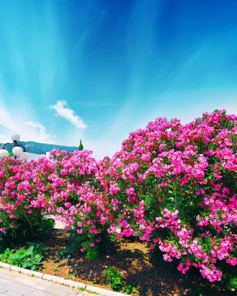 Upgrade Your Poolside Privacy in 2025 with These Top Hedging Trees and ...