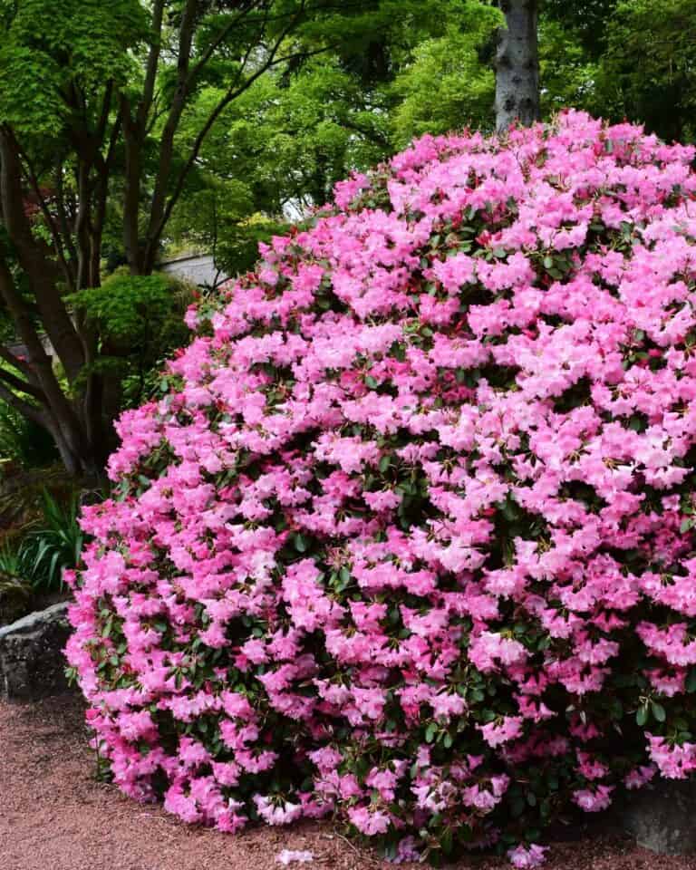 54 Perennial Shrubs & Bushes to Keep Your Garden Gorgeous All Year Round
