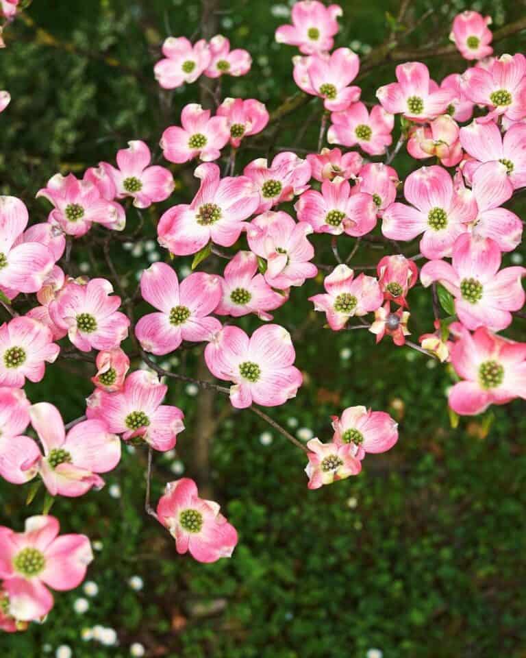 11 Best Eye-Catching Shrubs, Bushes & Small Trees for the Front of Your ...