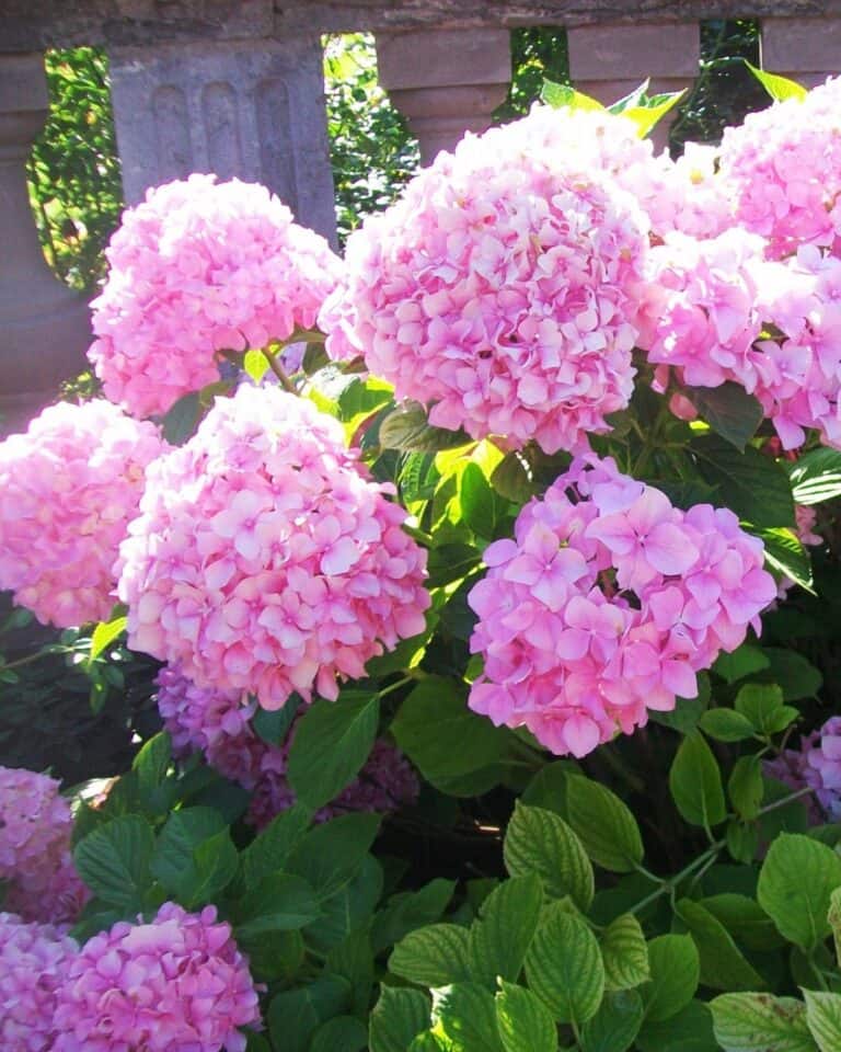 54 Perennial Shrubs & Bushes to Keep Your Garden Gorgeous All Year Round