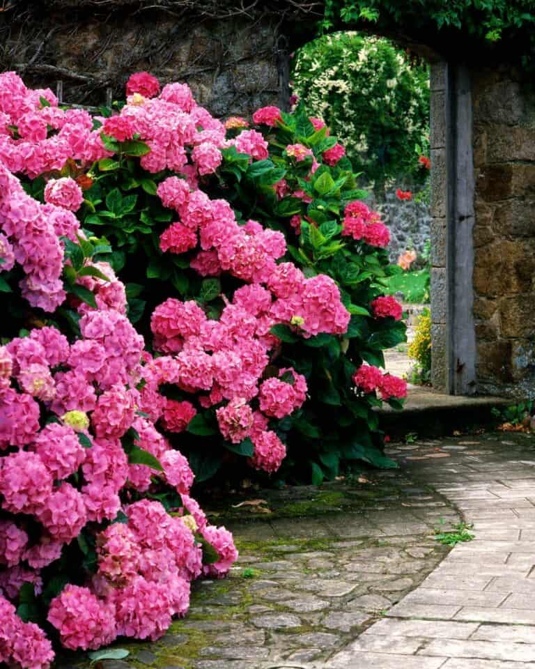11 Best Eye-Catching Shrubs, Bushes & Small Trees for the Front of Your ...